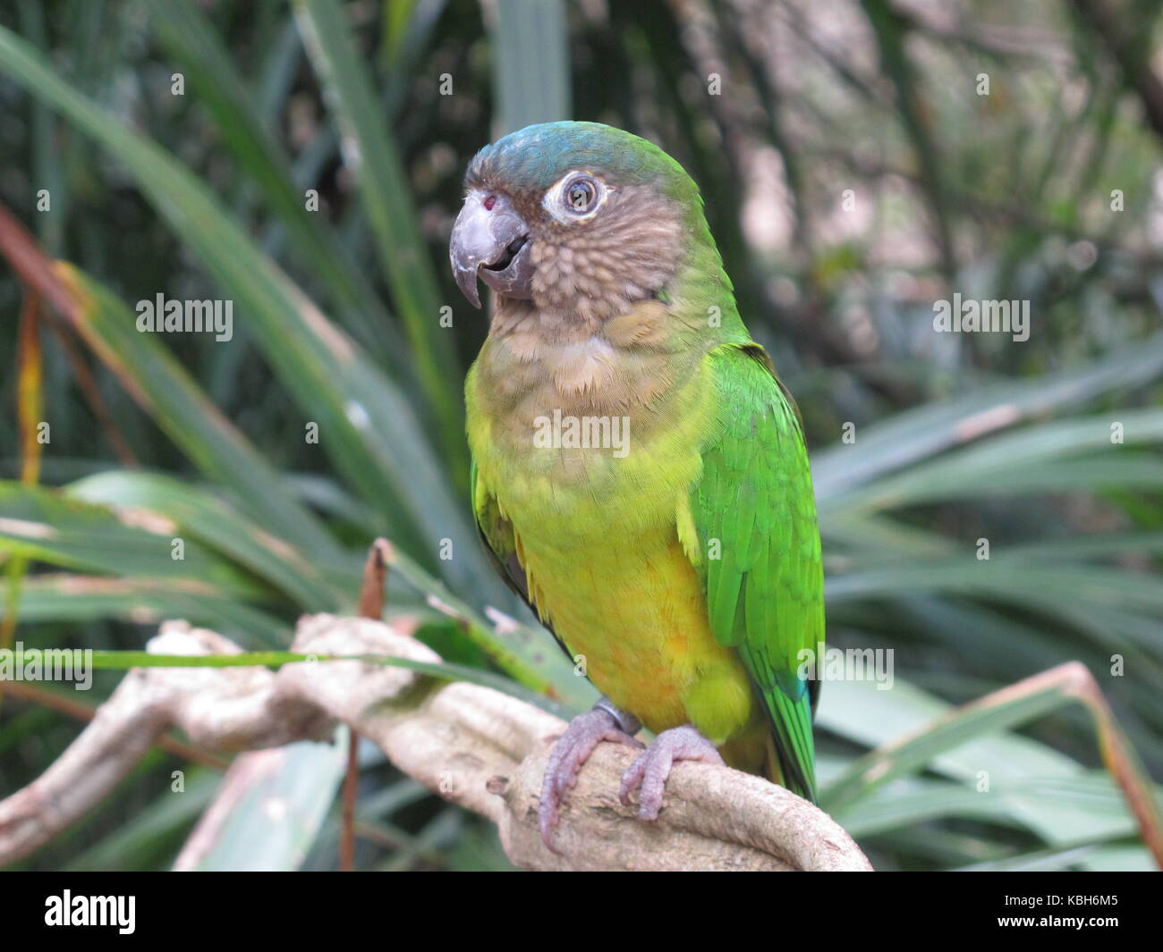 National aviary of colombia hi-res stock photography and images - Alamy