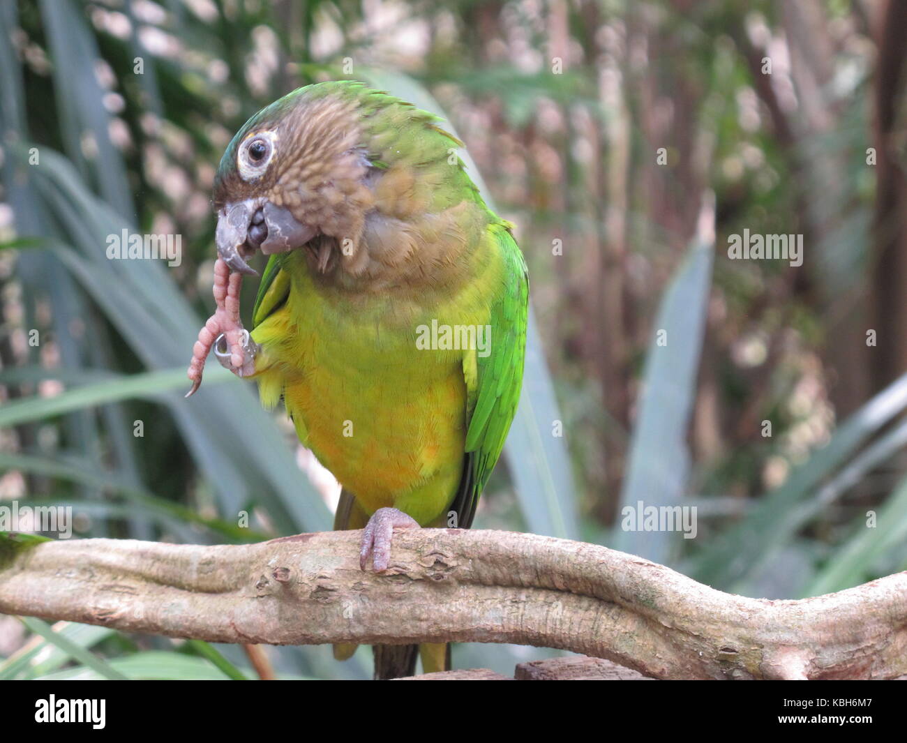 View of a brown throated parakeet (Aratinga pertinax) at the National ...