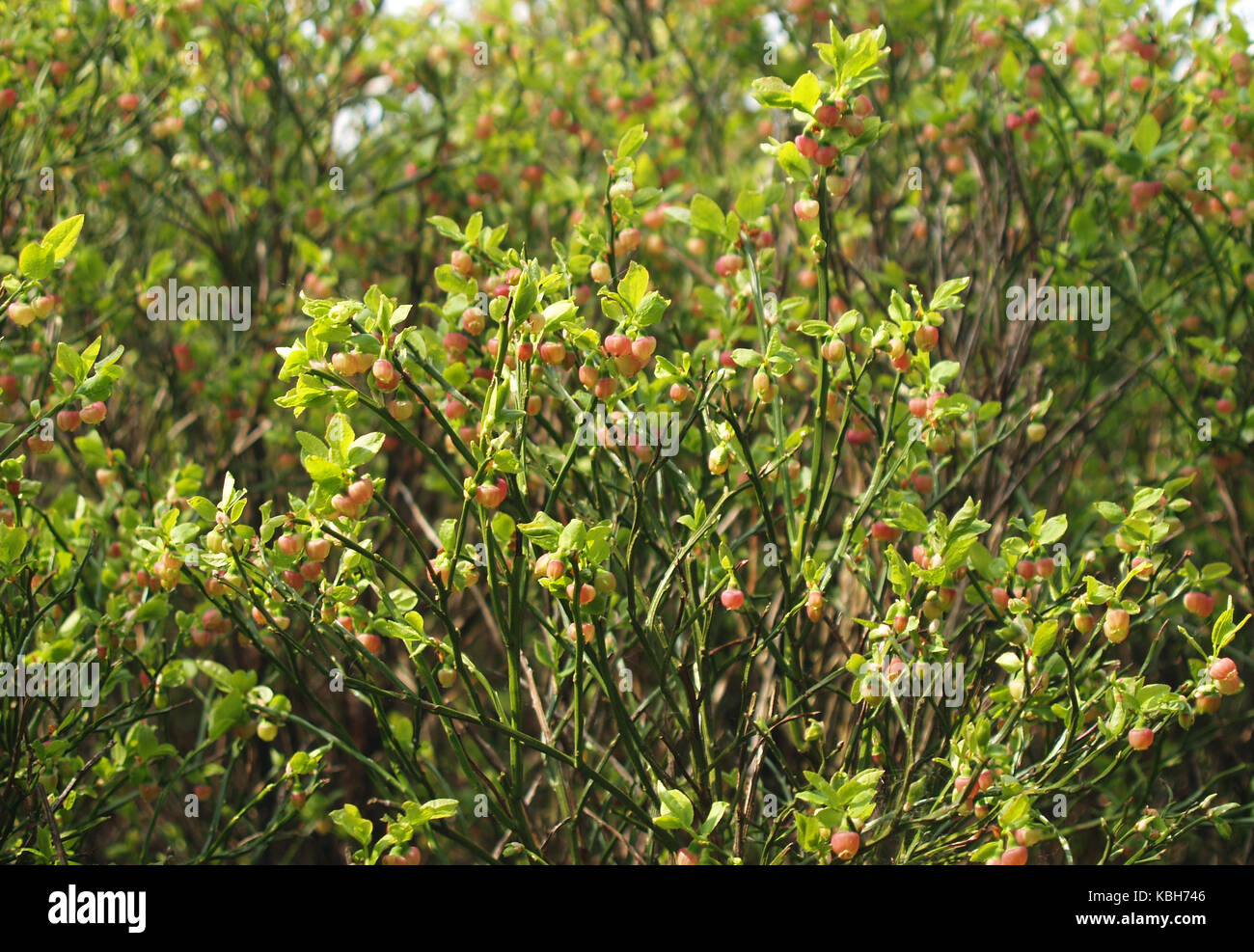 Cleveland nature hi-res stock photography and images - Alamy