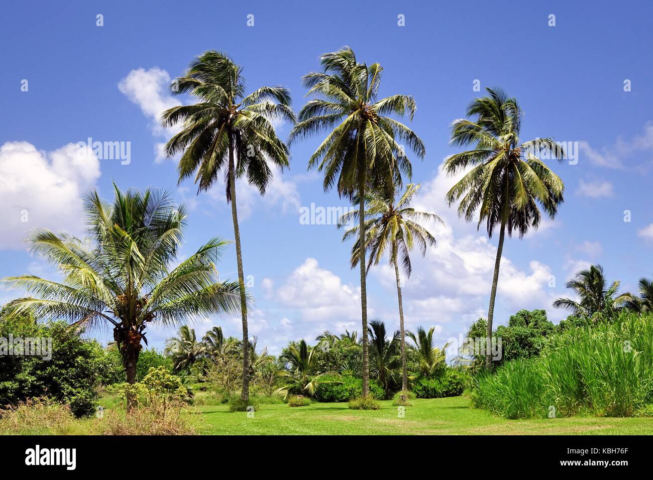 Coconut tree grove hi-res stock photography and images - Alamy
