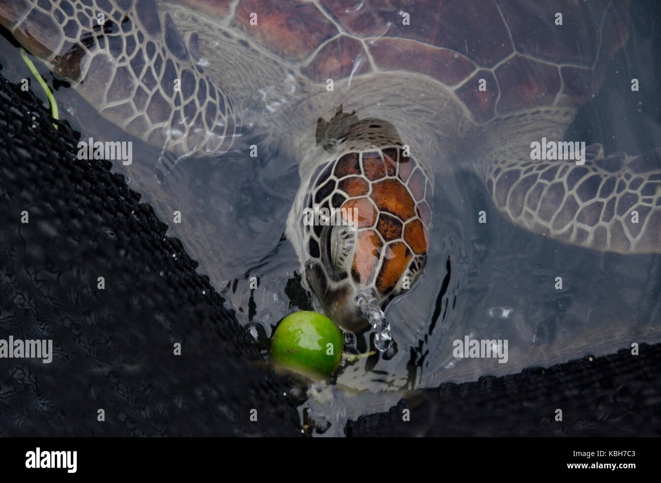 Brown sea turtle hi-res stock photography and images - Alamy