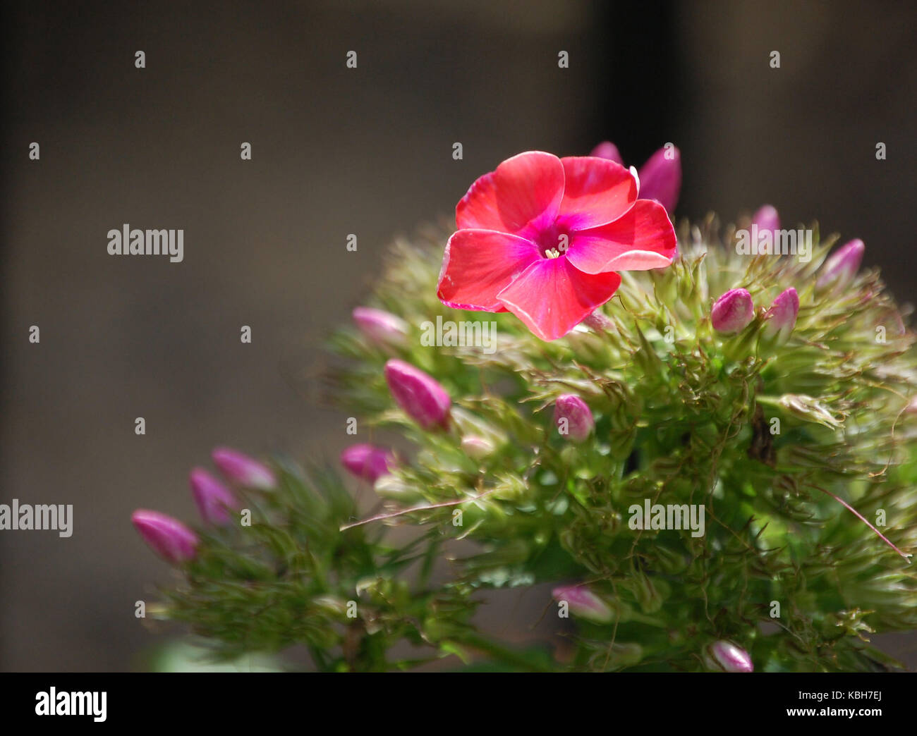 Lone flower hi-res stock photography and images - Alamy