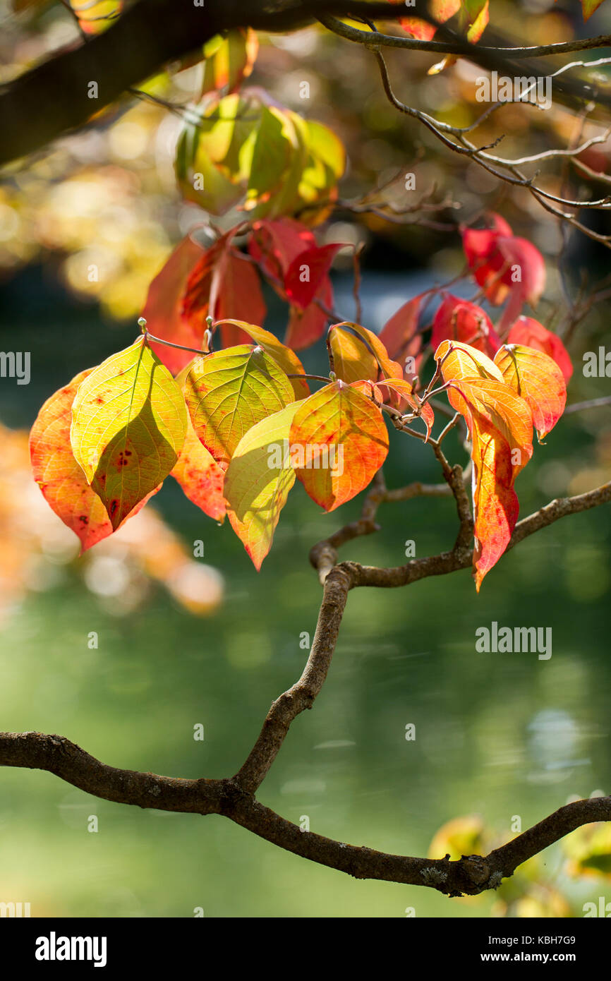 The colorful autumn leaves at Manito Park in Spokane, Washington Stock ...