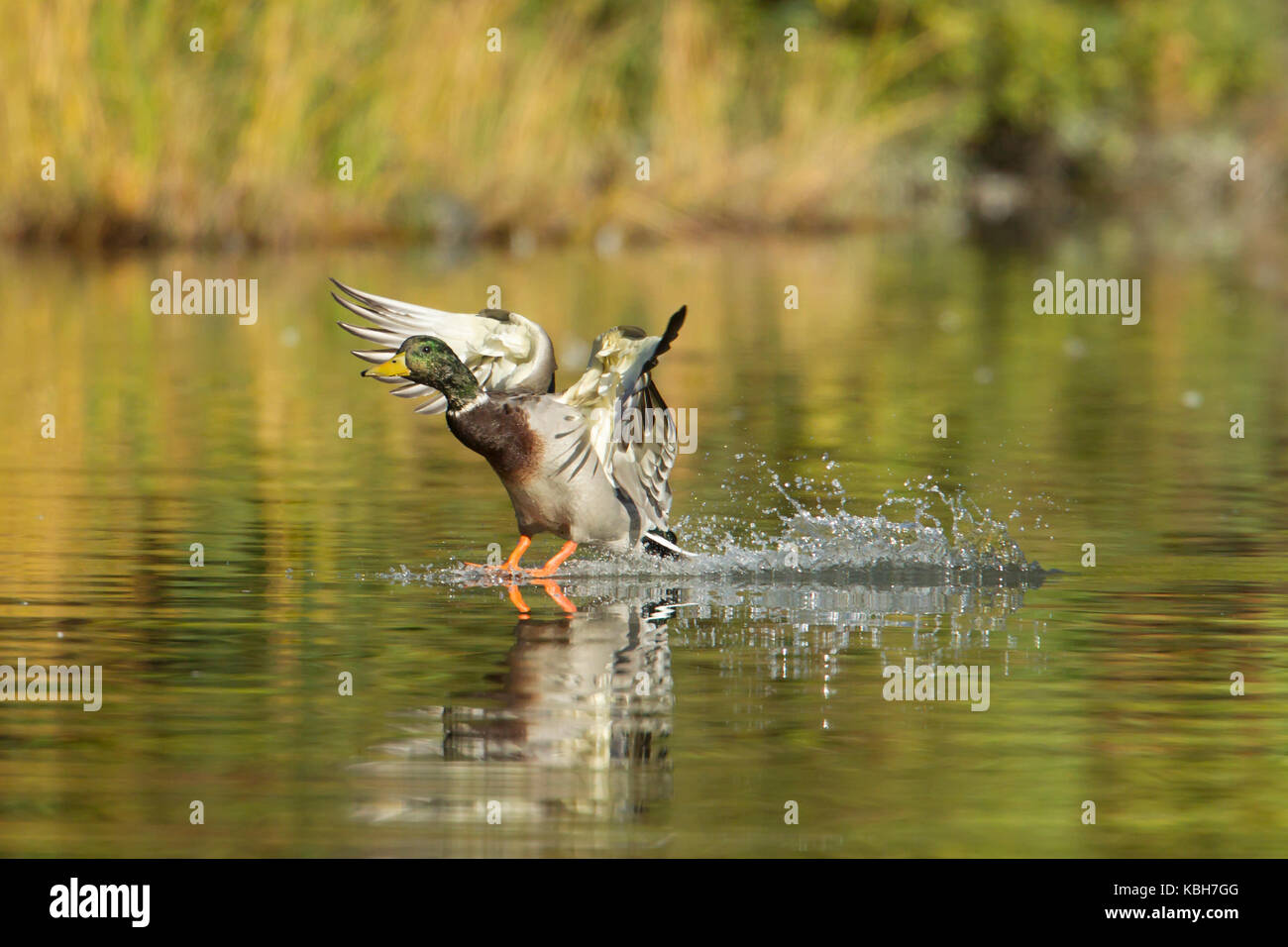 A mallard makes a splash landing in a pond in Cannon Hill Park in ...