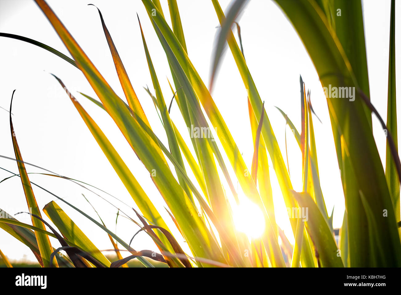 Closeup of reeds in sunset Stock Photo - Alamy