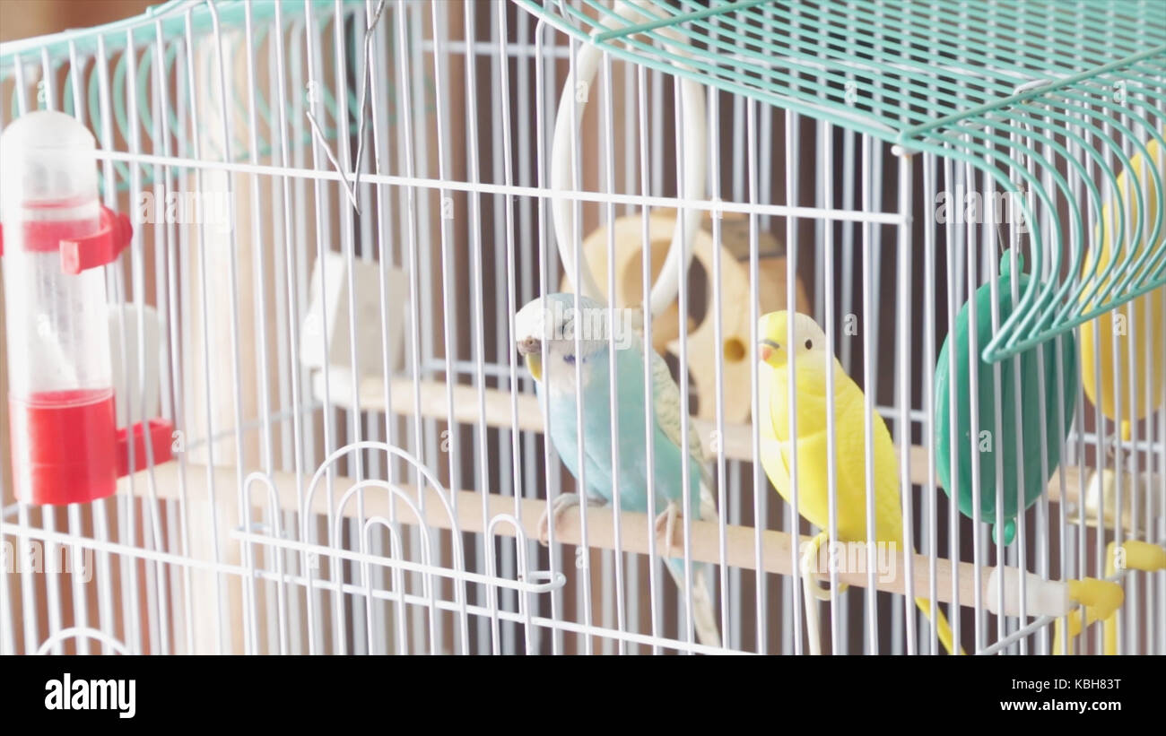Awaiting Freedom - A Caged Yellow Beautiful Australian Parrot. Big ...