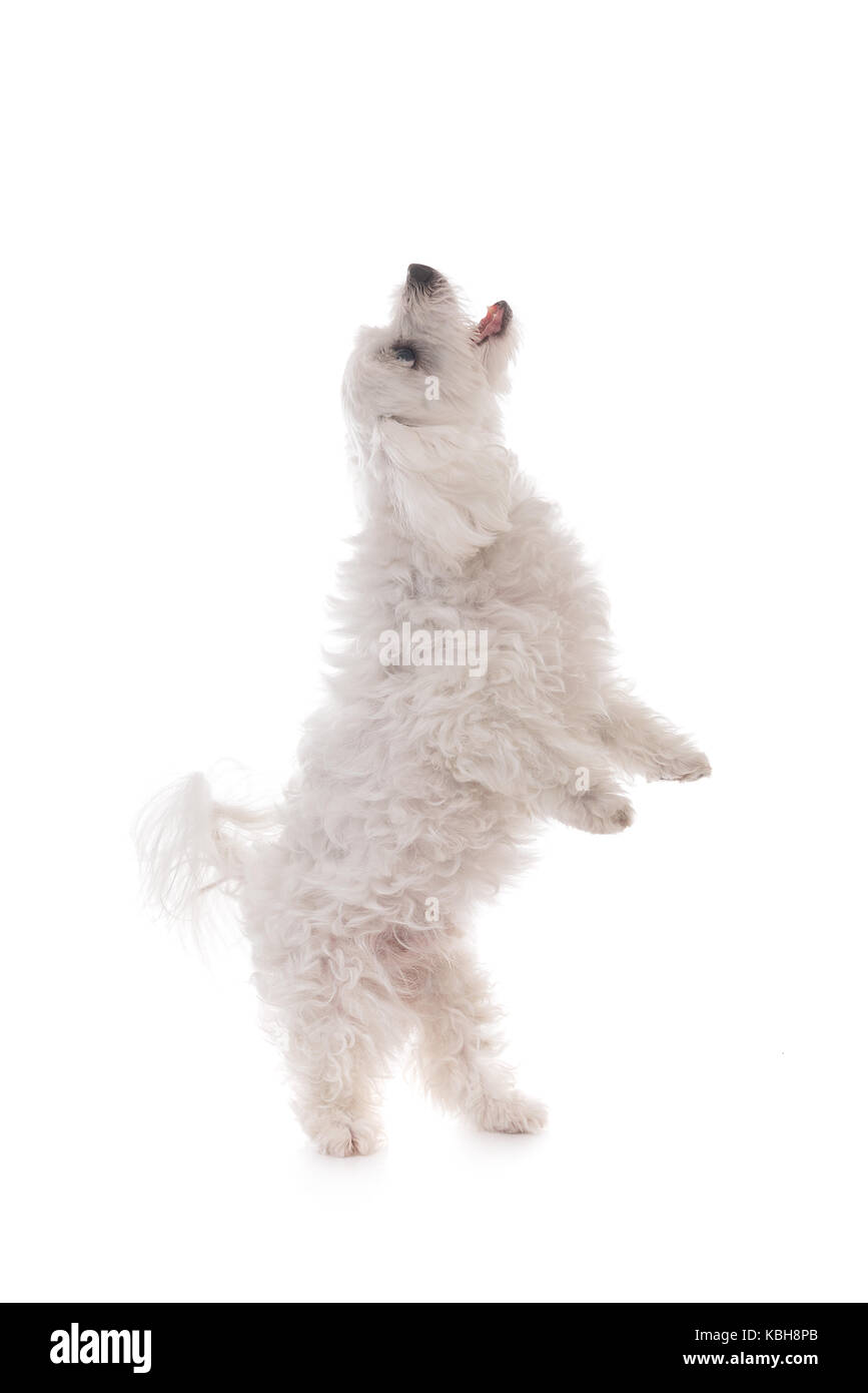 Cute maltese dog standing upright on hind legs with paws and head up ...