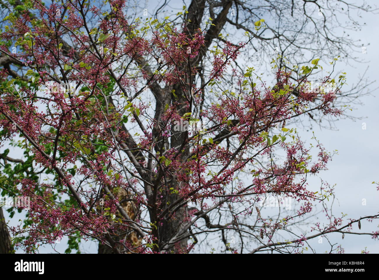 An Old Red bud Tree in Bloom and Texas Blue Bonnets Wild in Fields - O ...