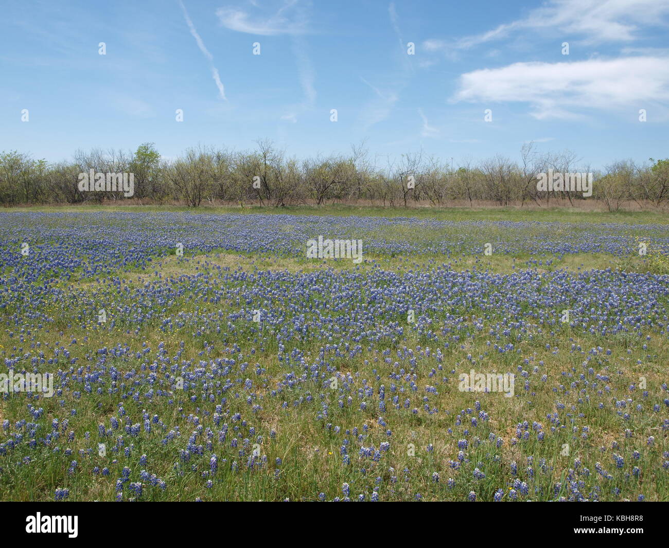 An Old Red bud Tree in Bloom and Texas Blue Bonnets Wild in Fields - O ...