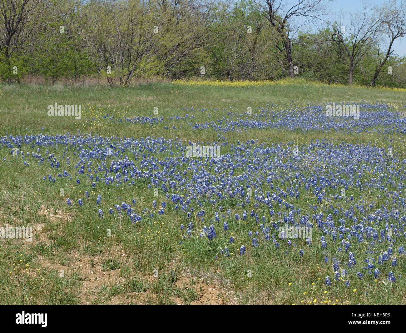 An Old Red bud Tree in Bloom and Texas Blue Bonnets Wild in Fields - O ...
