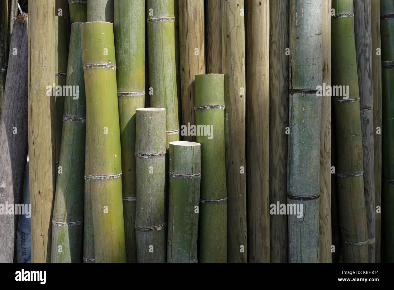 Cut Bamboo Logs Standing Vertical Stock Photo - Alamy