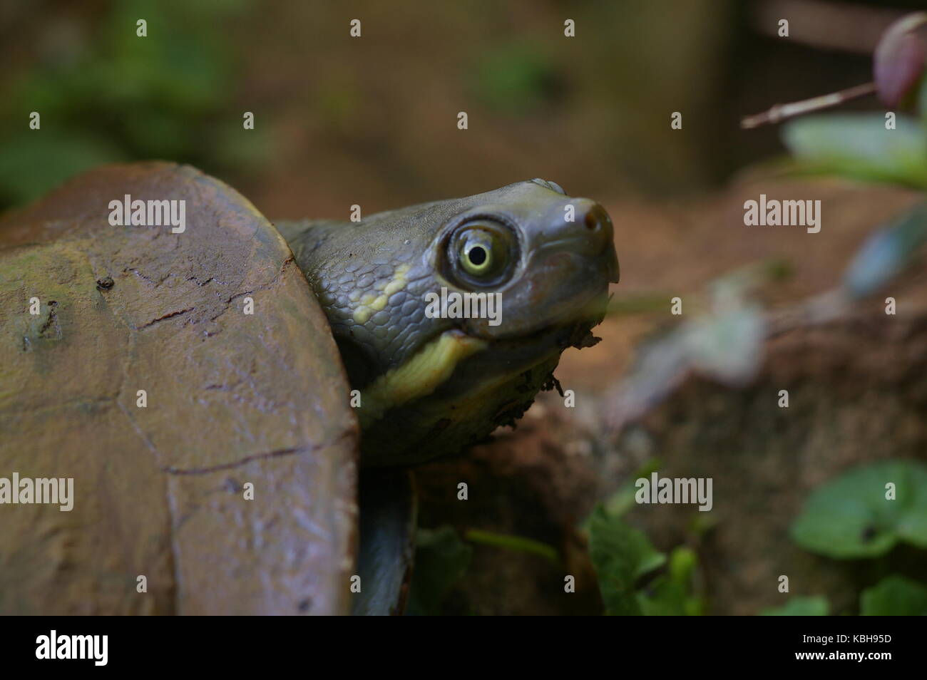 Smiling turtle hi-res stock photography and images - Alamy