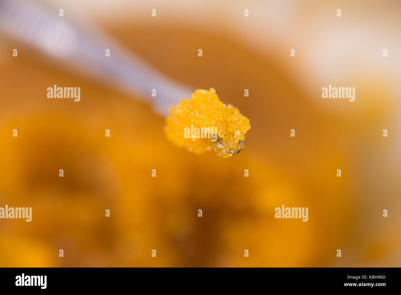 Live Resin High Resolution Stock Photography and Images - Alamy