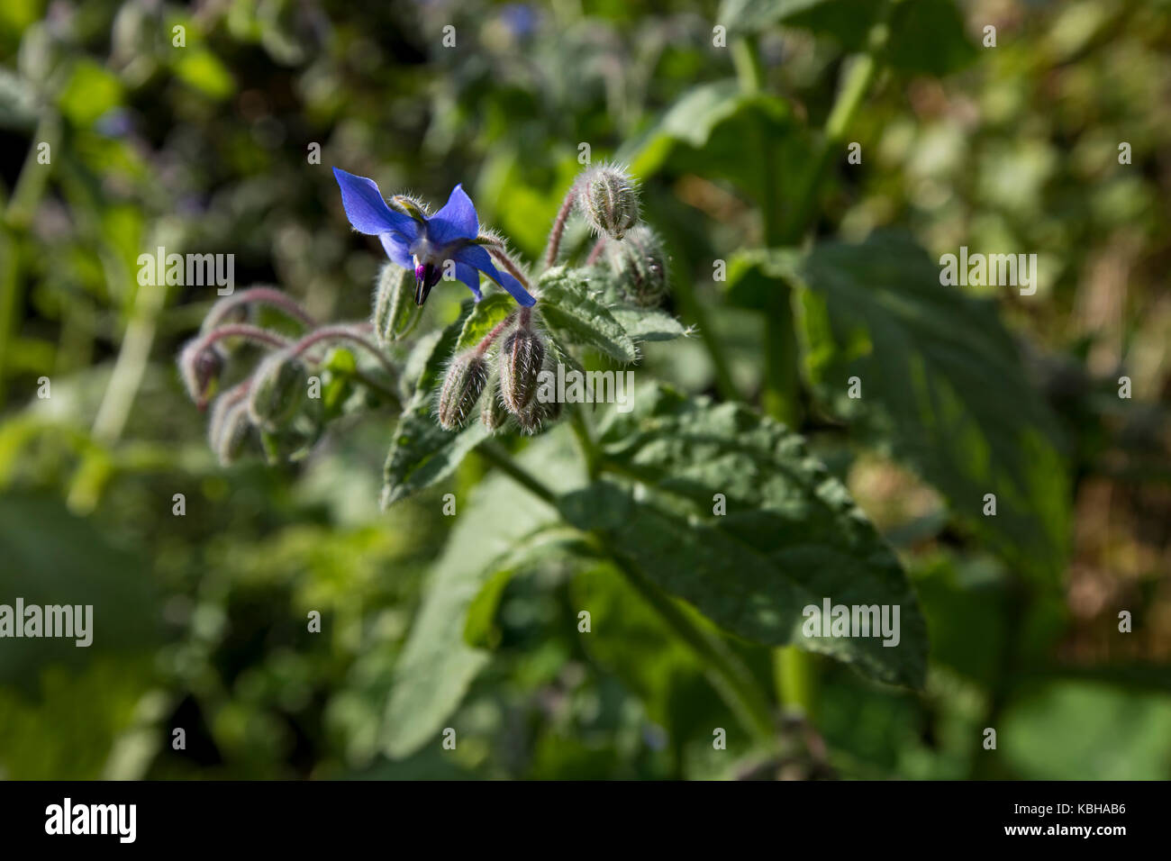 Borage officinalis known starflower hi-res stock photography and images ...