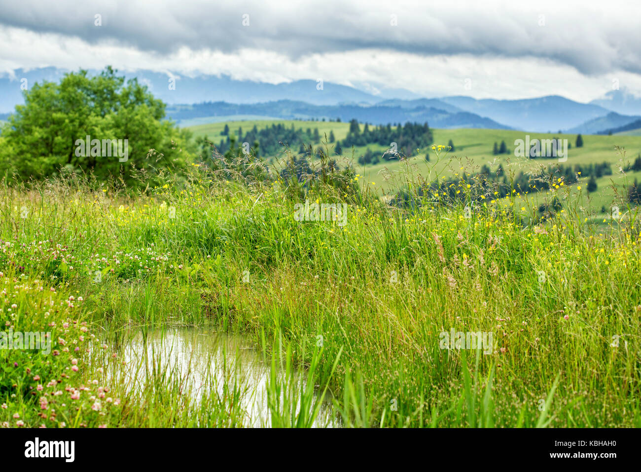 Small spring puddle in green grass on mountains background Stock Photo ...