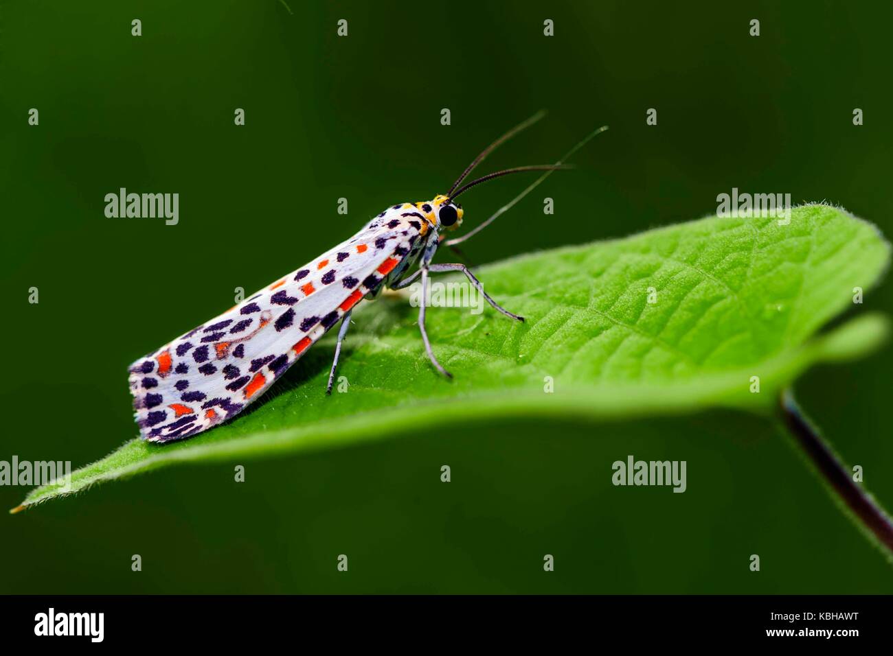 Moth bugs hi-res stock photography and images - Alamy