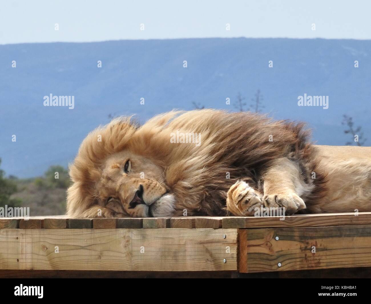 Big male lion sleeping, close-up Stock Photo - Alamy