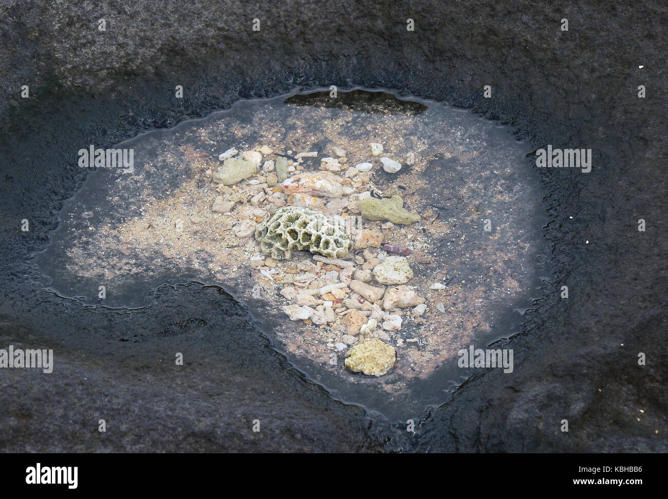 Seaside shoreline still life of a tidal pool shaped like the African ...