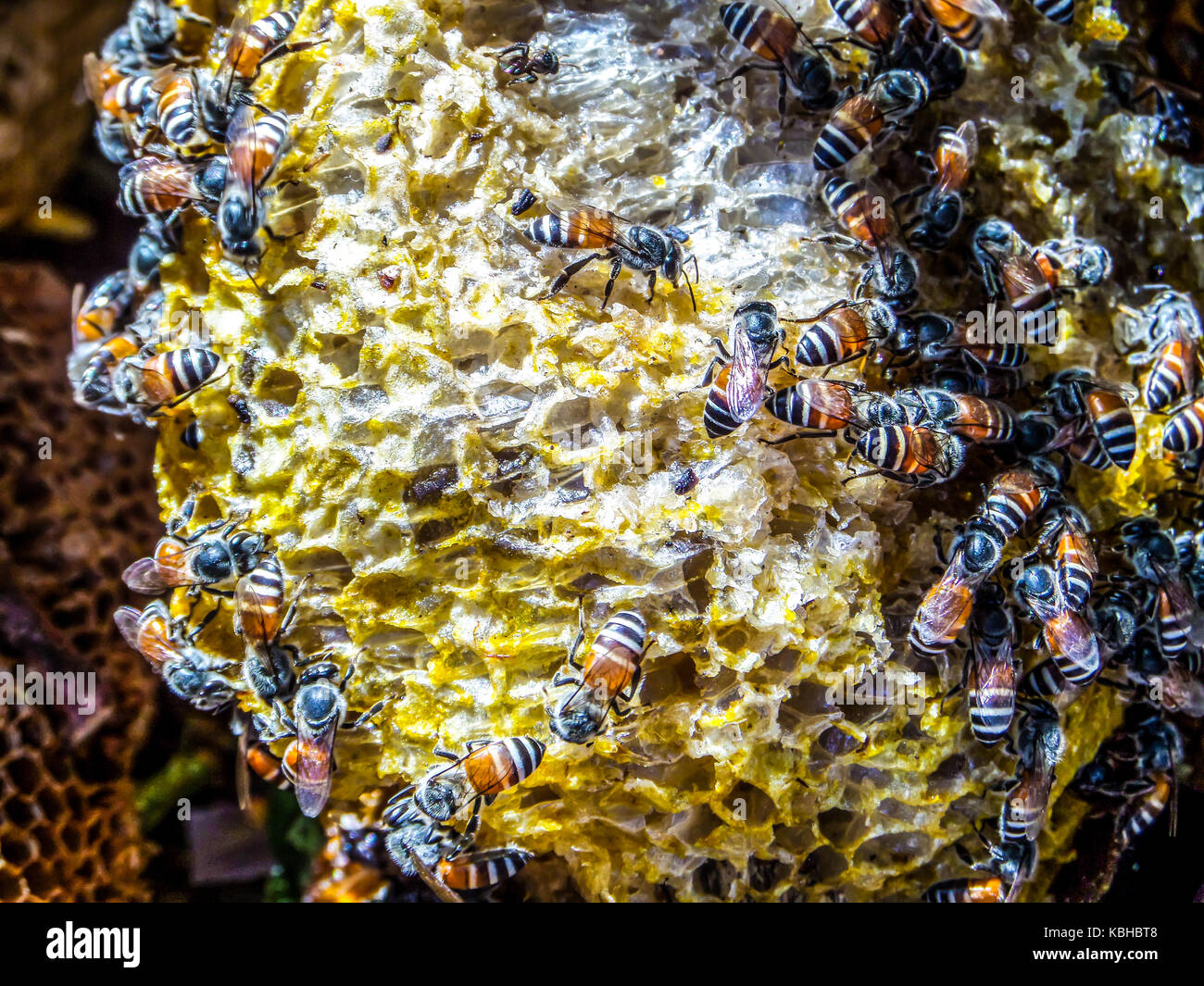 Natural Beehive Structure