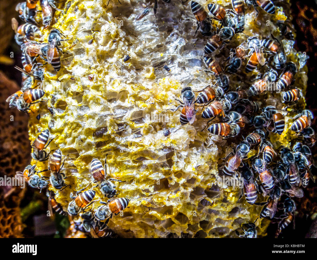 A beehive (honeycomb) is an enclosed structure in which some honey bee ...