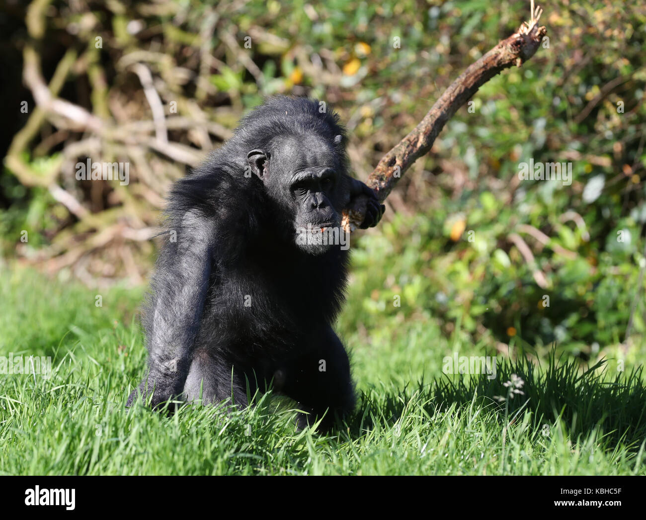 Chippy an older chimp at Blair Drummond Safari Park, Stirling, ahead of ...