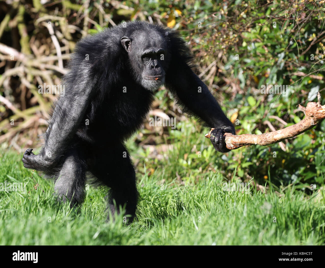 Chippy an older chimp at Blair Drummond Safari Park, Stirling, ahead of ...