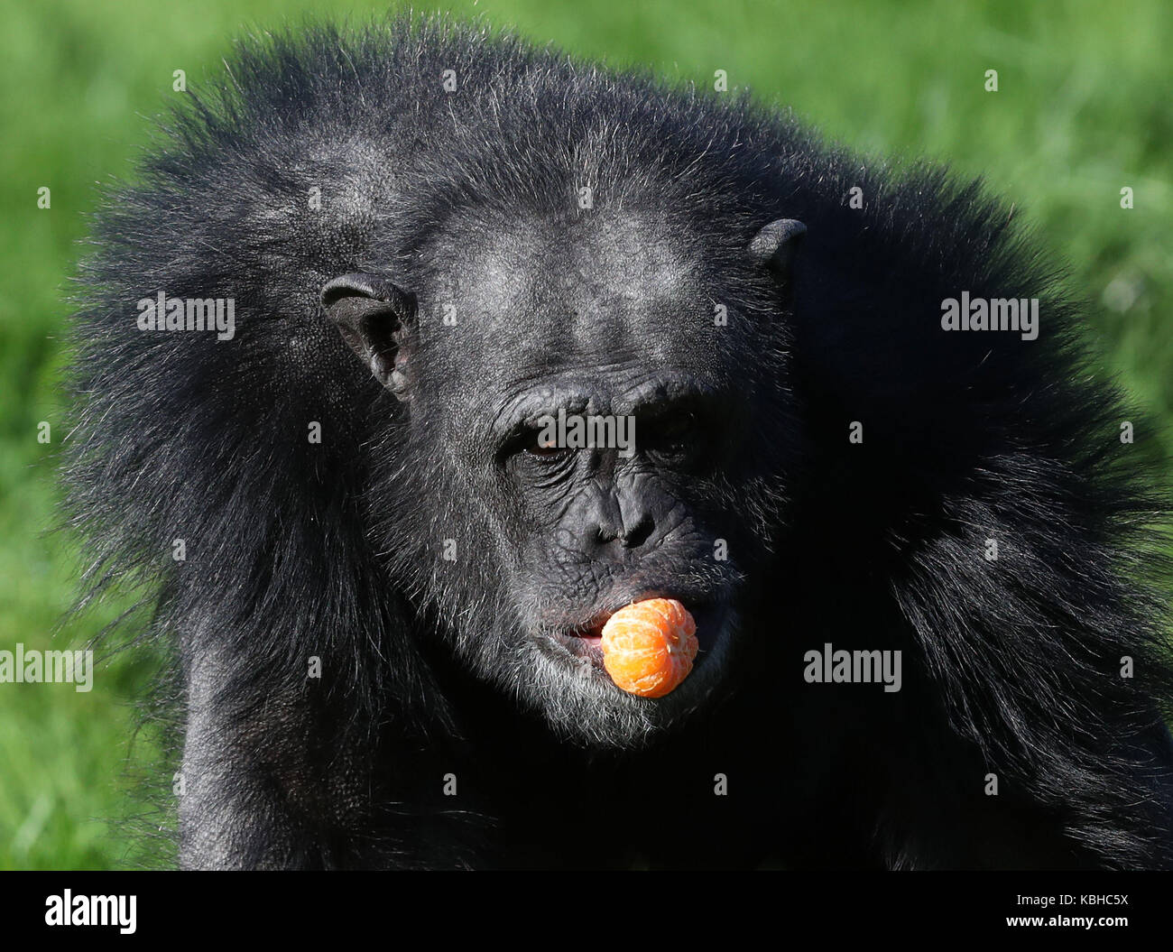 Chippy an older chimp at Blair Drummond Safari Park, Stirling, ahead of ...