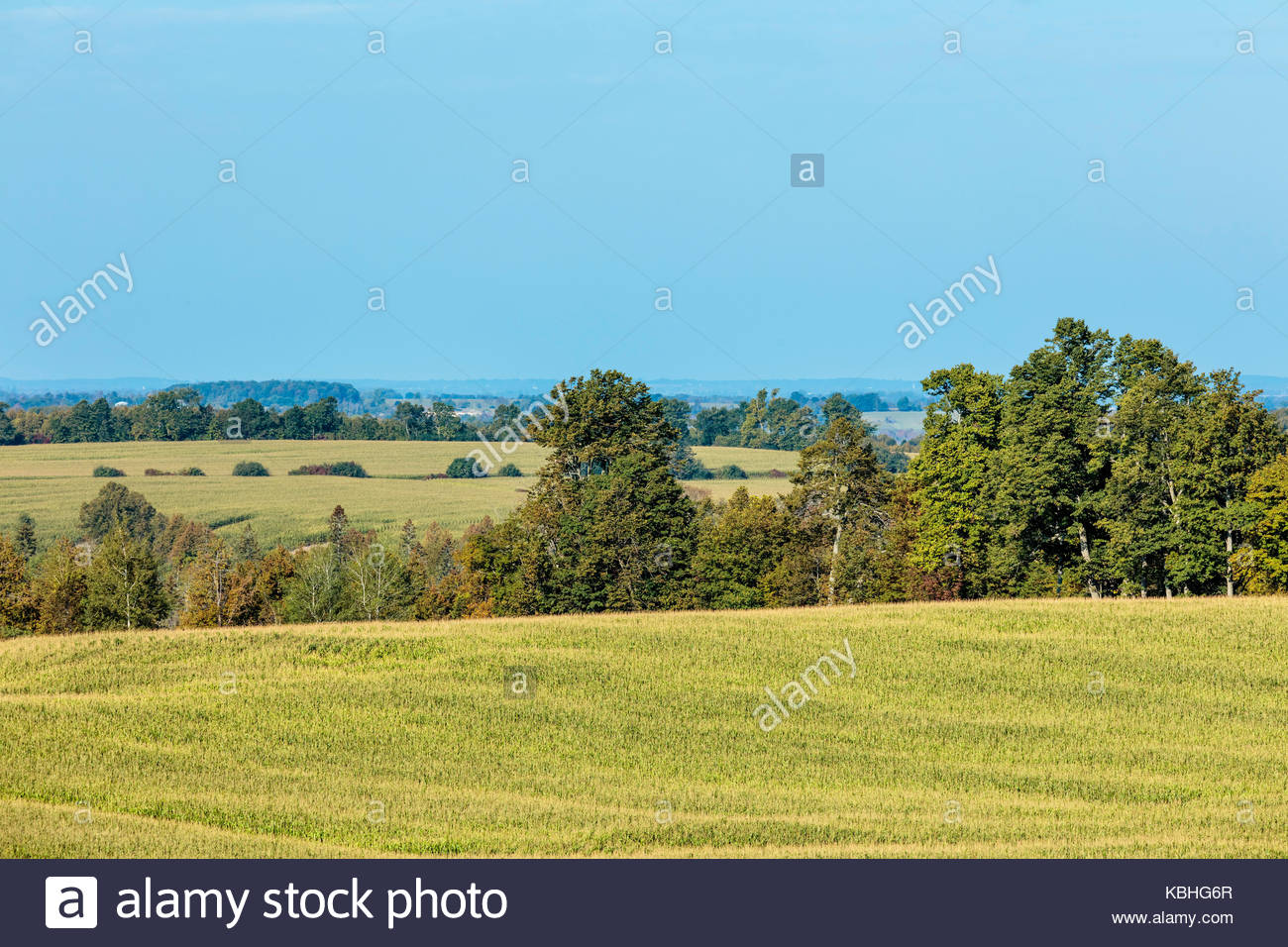 Ontario Corn High Resolution Stock Photography and Images - Alamy