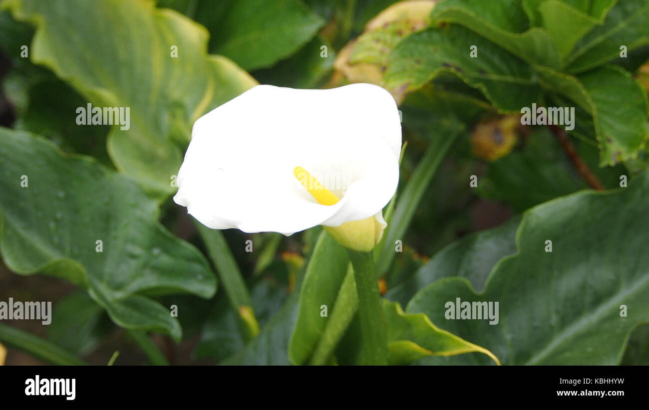 Shot bright flower hi-res stock photography and images - Alamy