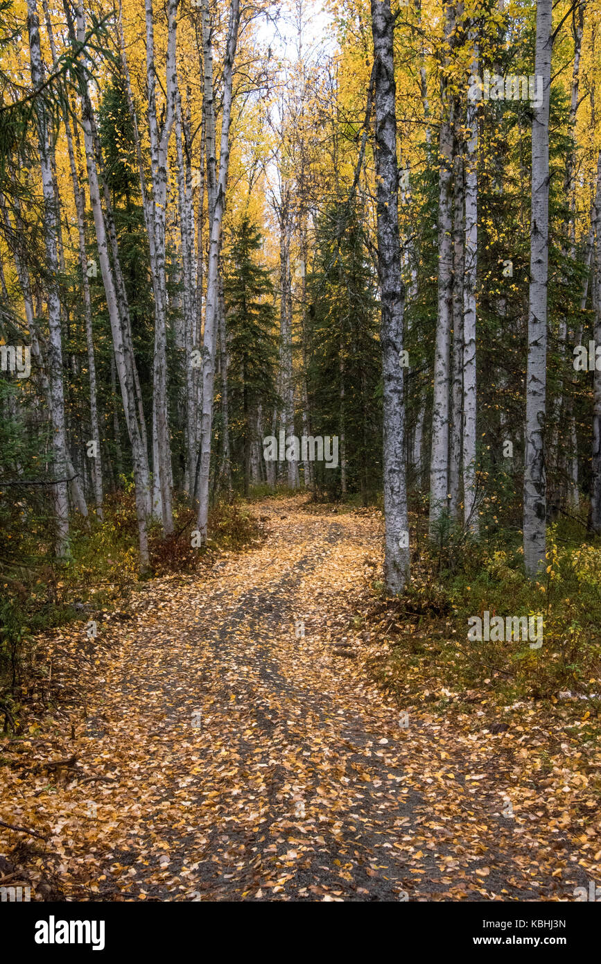Alaska birch tree trunks hi-res stock photography and images - Alamy