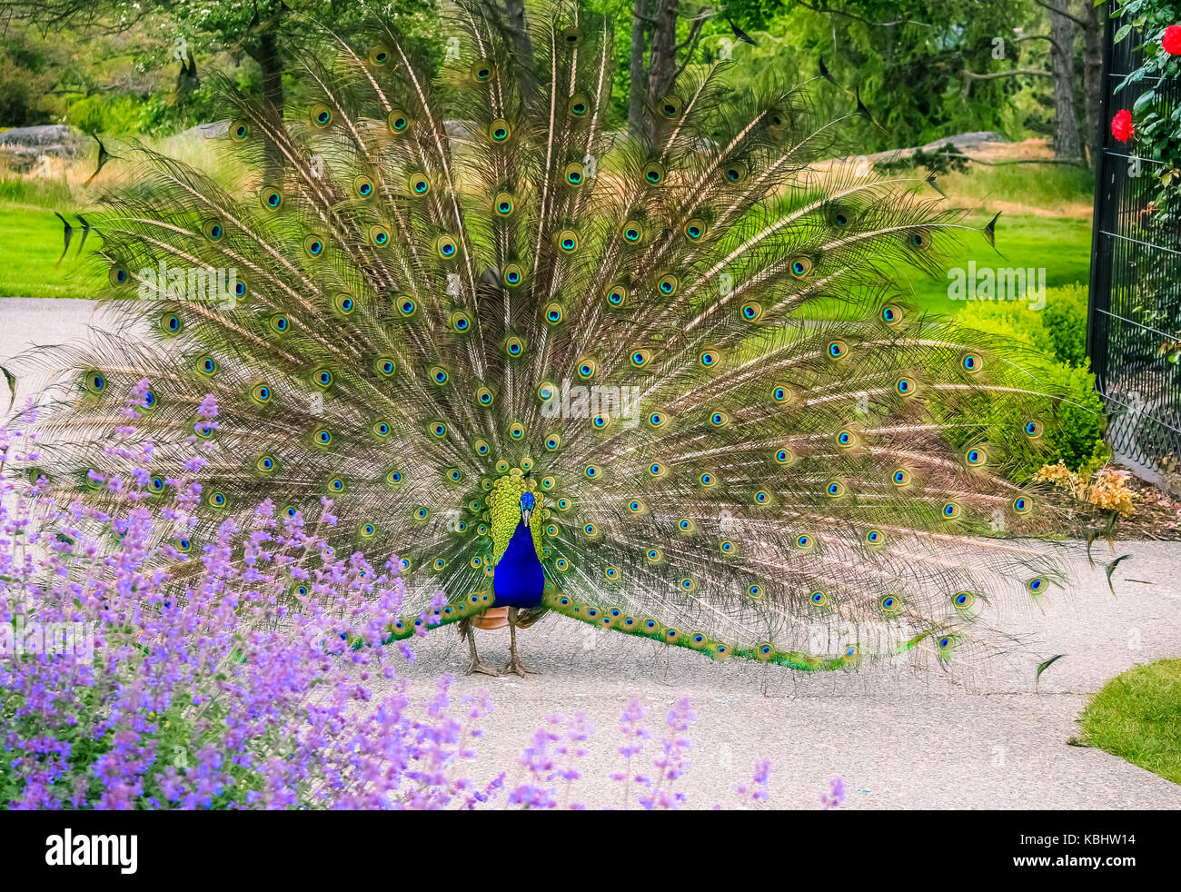 Victorias beacon hill park hi-res stock photography and images - Alamy