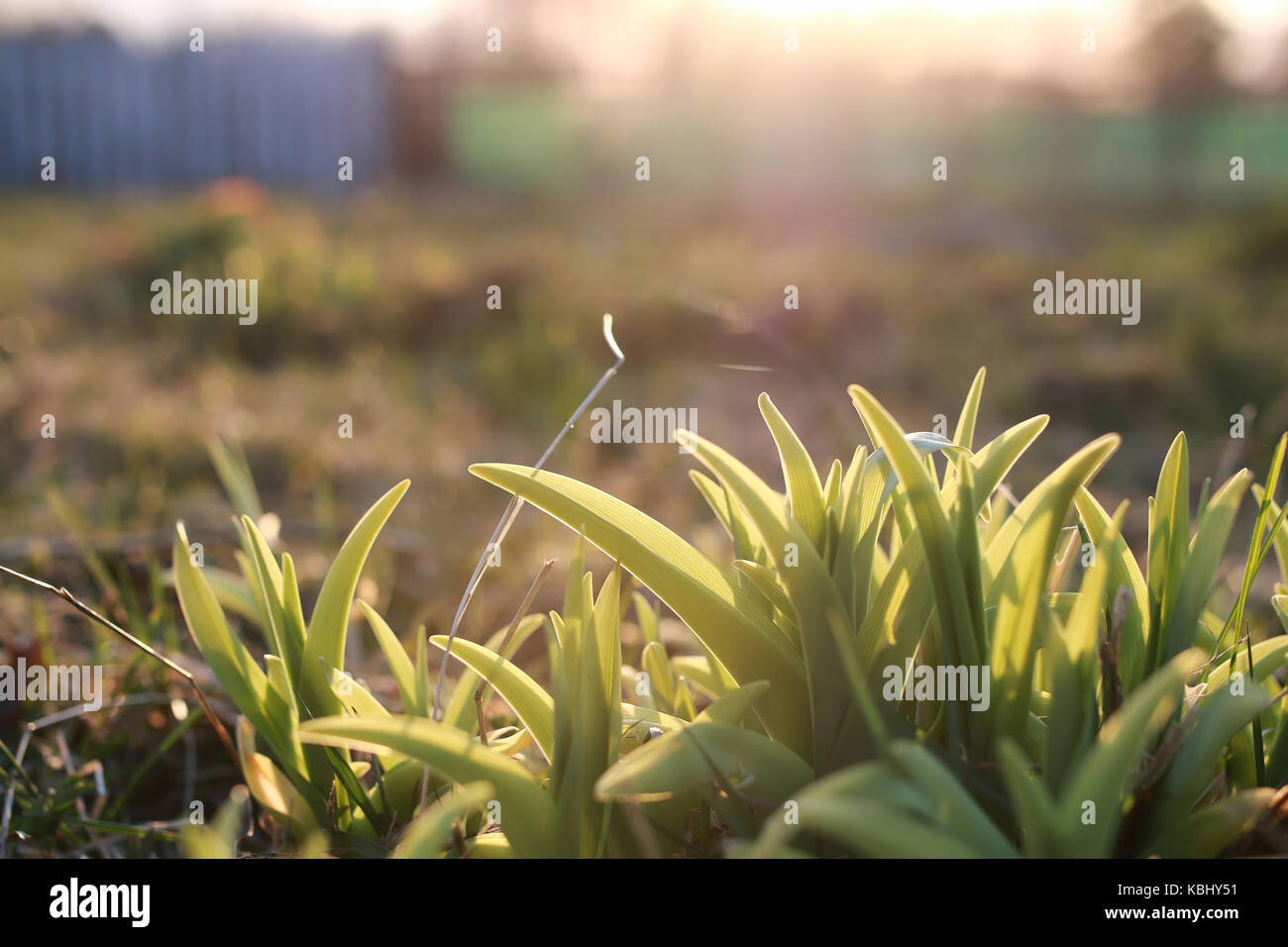 spring grass and flower Stock Photo - Alamy