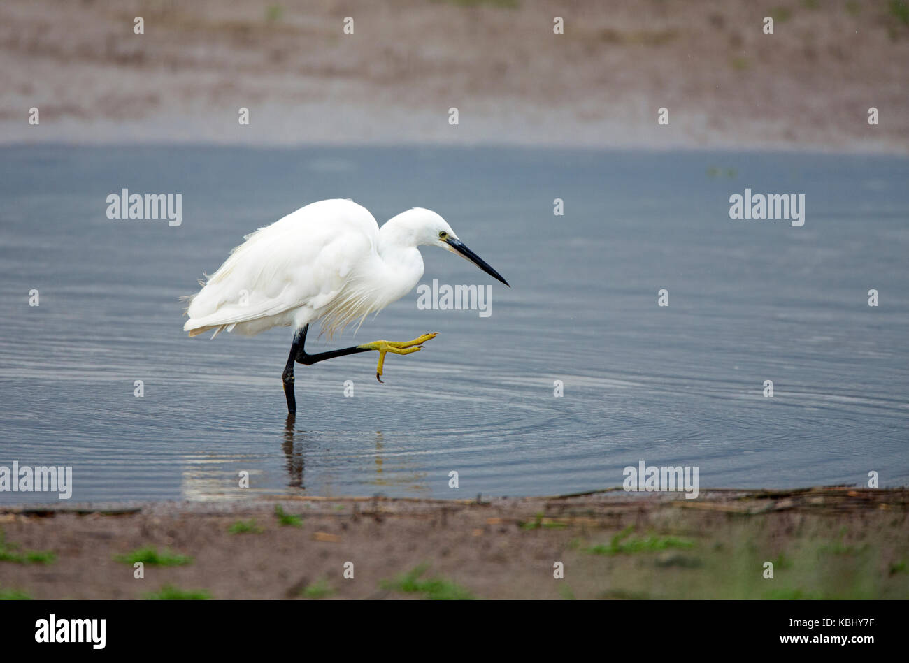 LITTLE EGRET (EGRETTA GARZETTA) ON LAKESIDE SHOWING ITS YELLOW LEG WELL ...