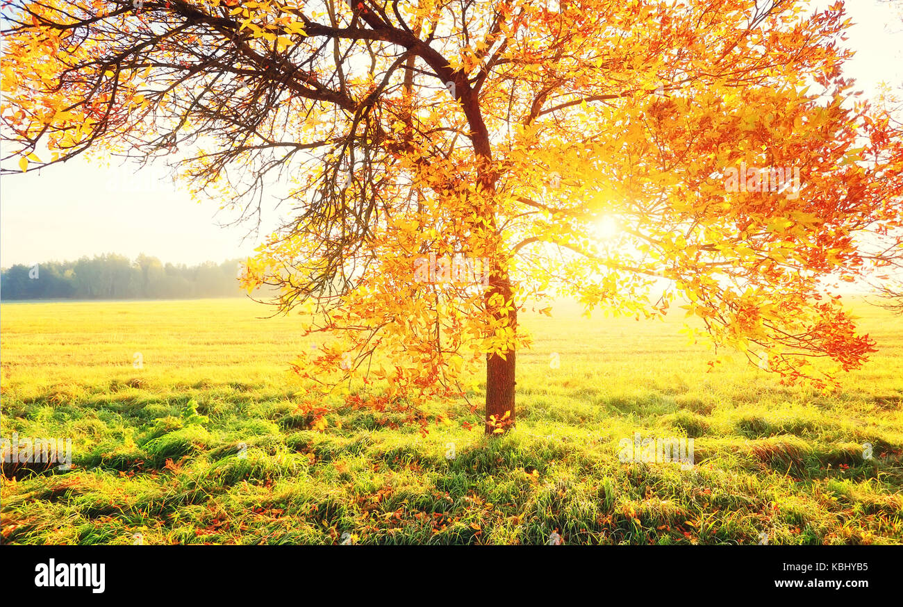 Autumn background. Tree with colorful foliage in morning sunlight ...