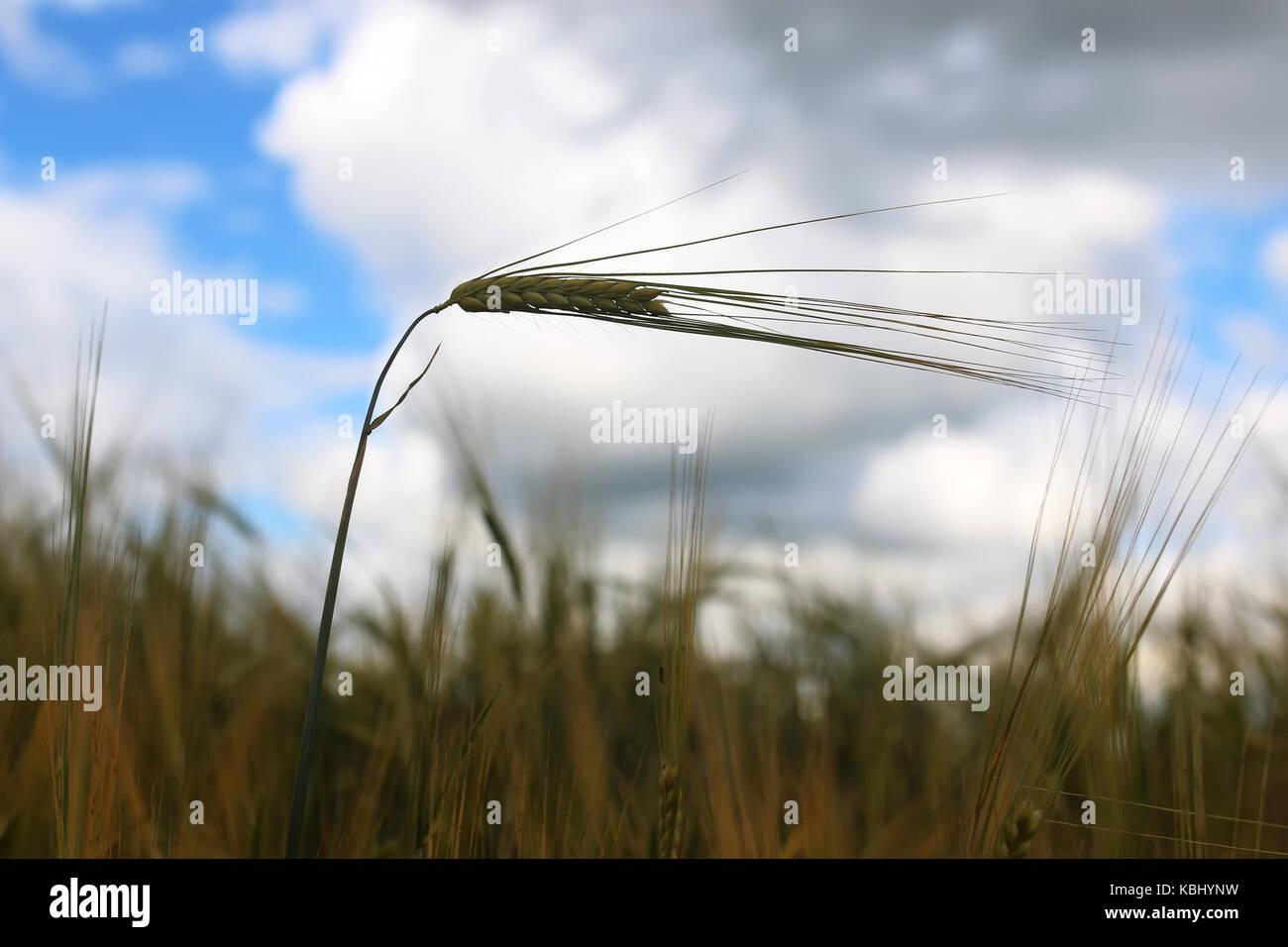 cereal rye field Stock Photo - Alamy