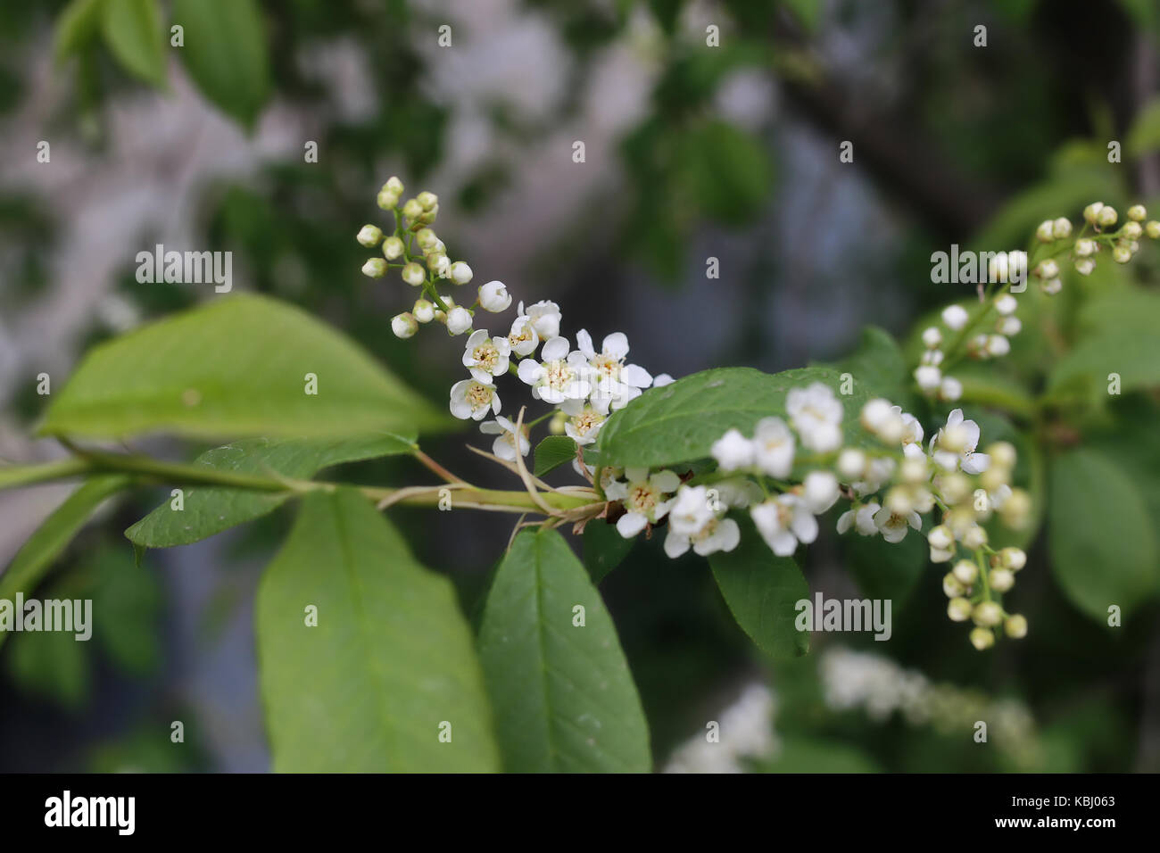 spring macro leaf and flower of new life Stock Photo - Alamy