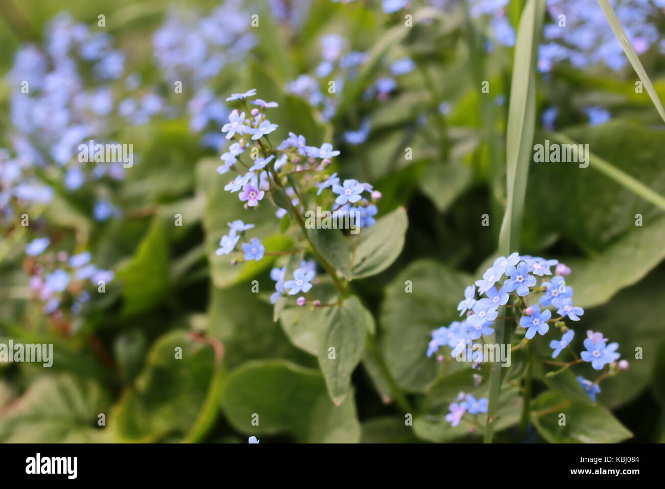 spring macro leaf and flower of new life Stock Photo - Alamy