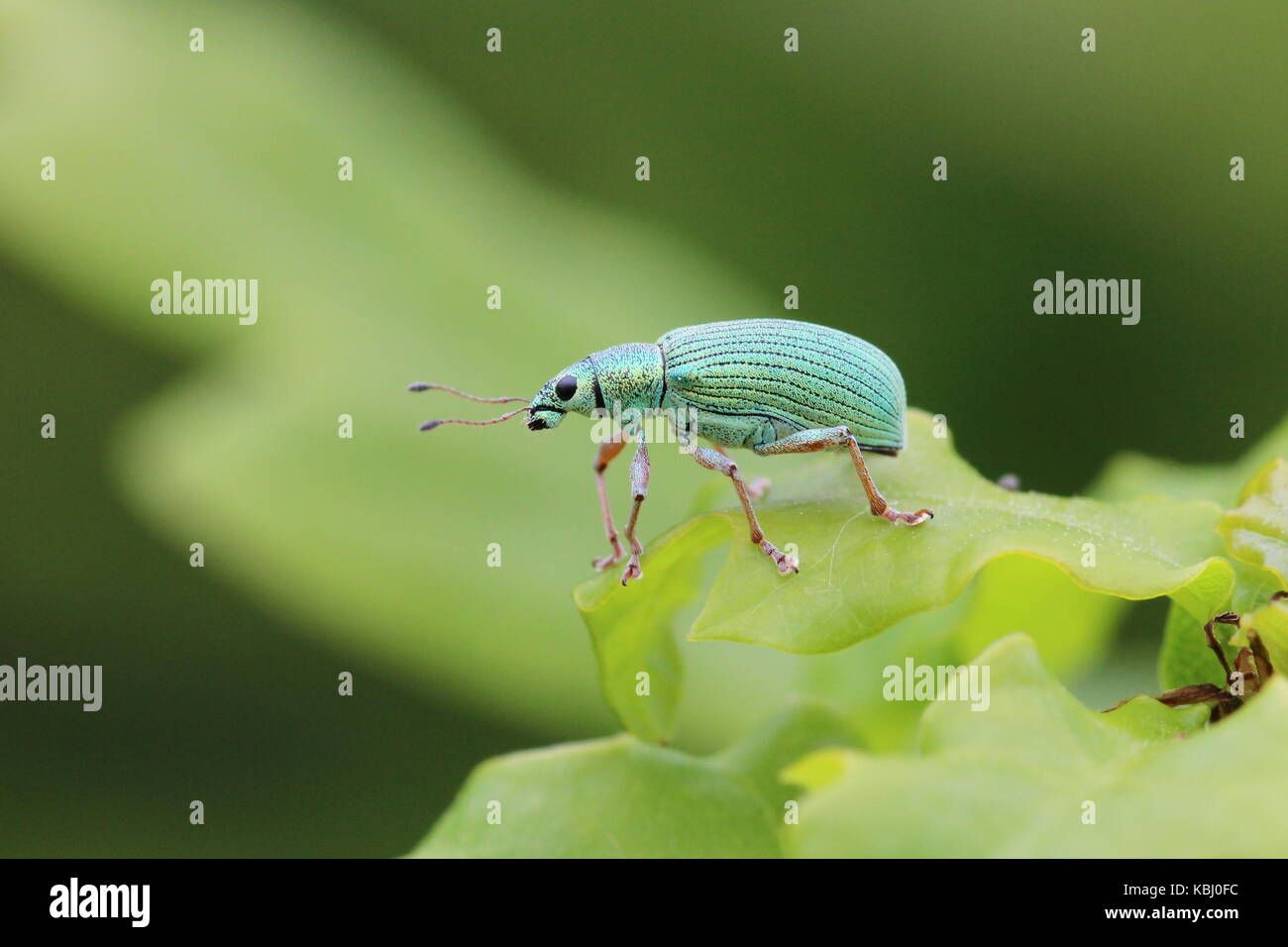 Polydrusus Formosus High Resolution Stock Photography and Images - Alamy