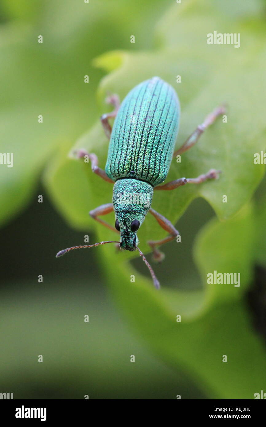 Curculion hi-res stock photography and images - Alamy