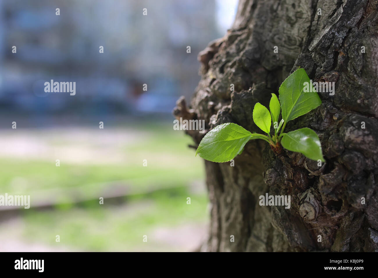 new leaf on tree Stock Photo - Alamy