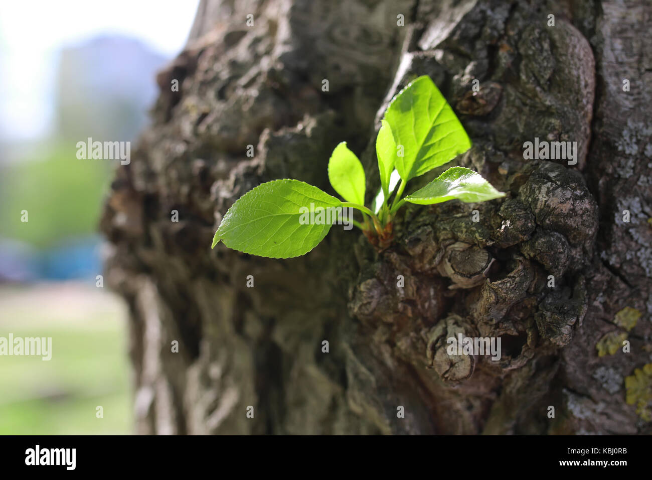 Apple Tree New Growth Leaf Sapling High Resolution Stock Photography ...