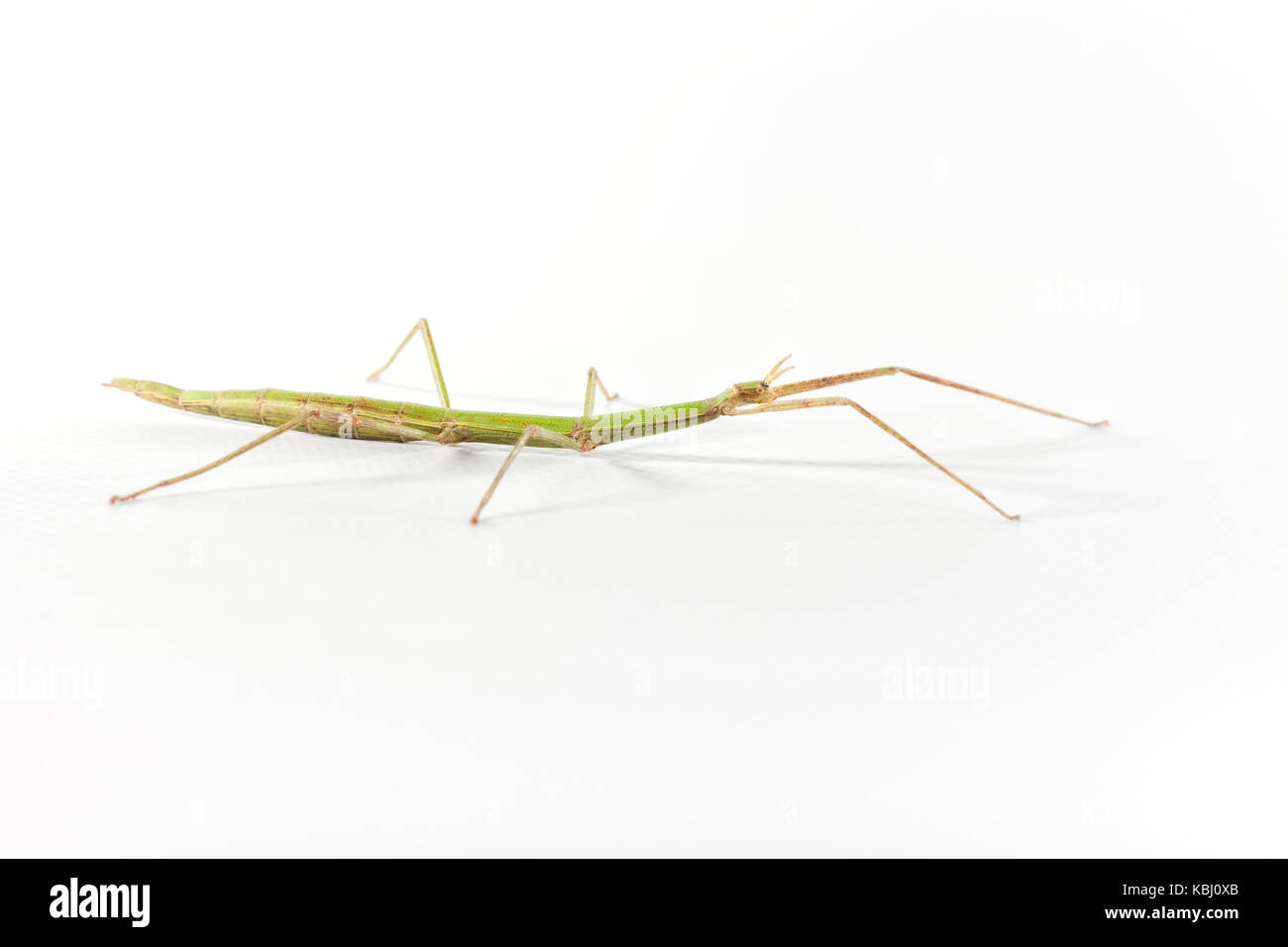Insect stick on white background Stock Photo - Alamy