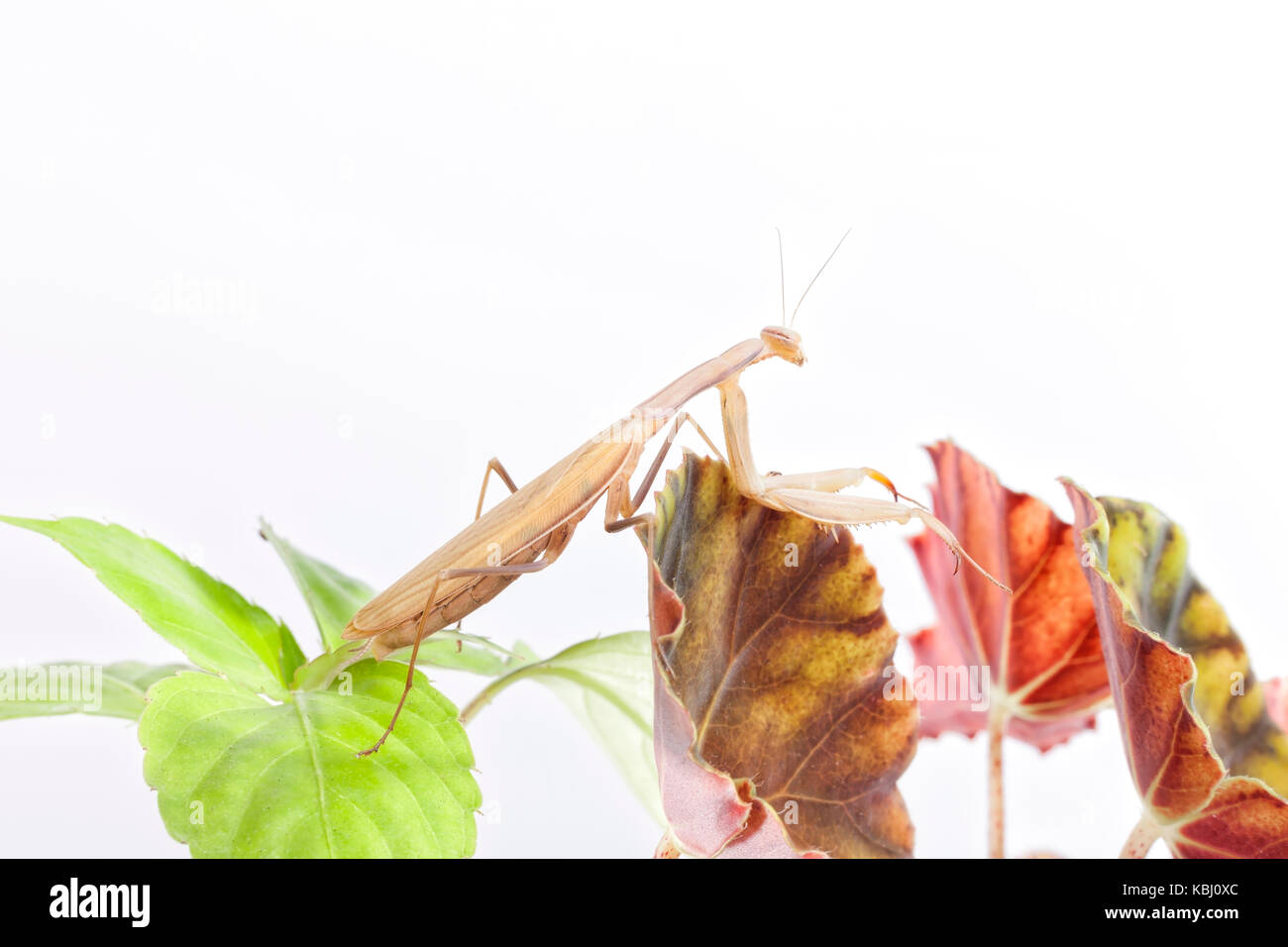 Praying Mantis on white background Stock Photo - Alamy
