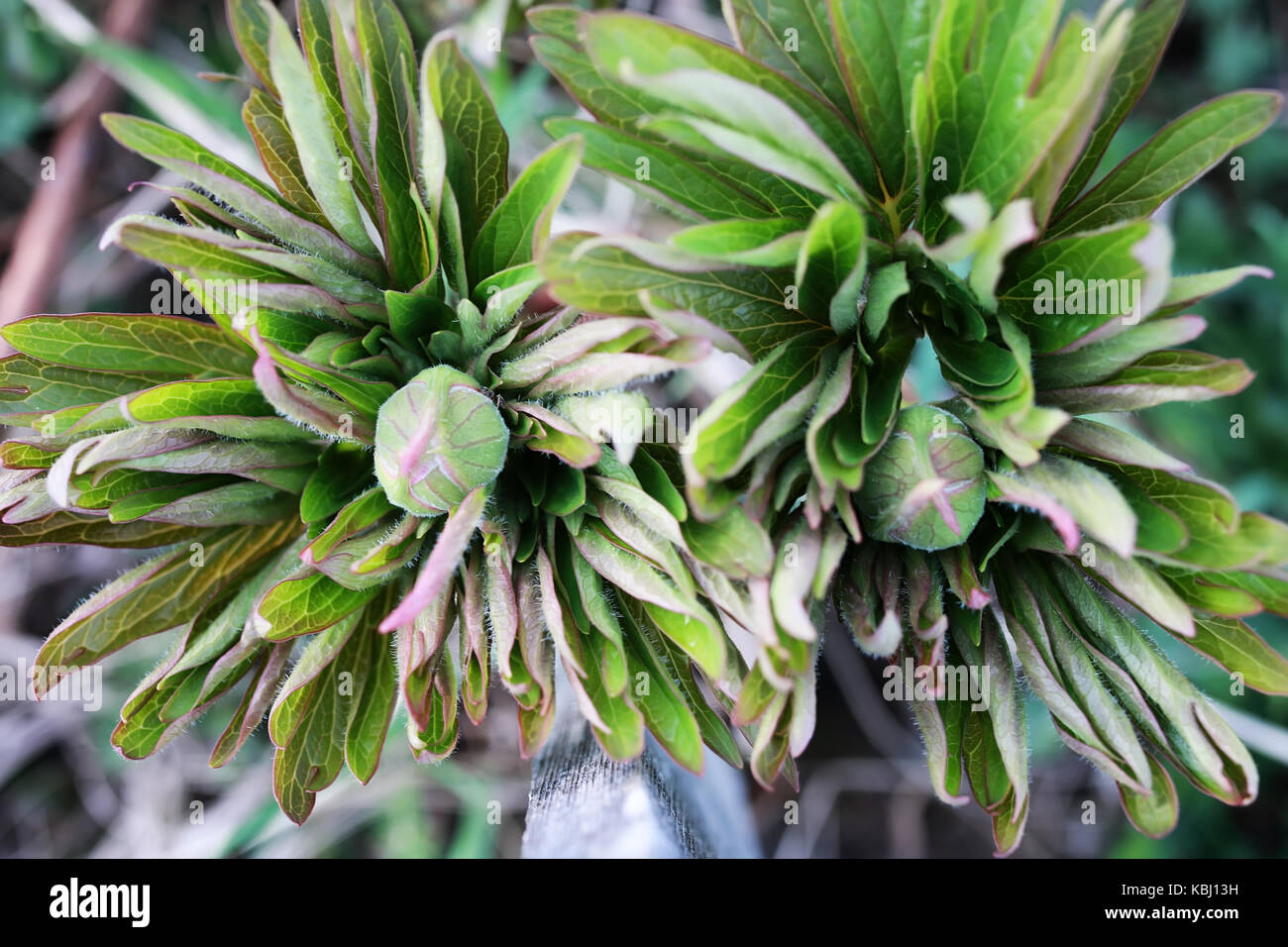 wild spring flower in a field Stock Photo - Alamy