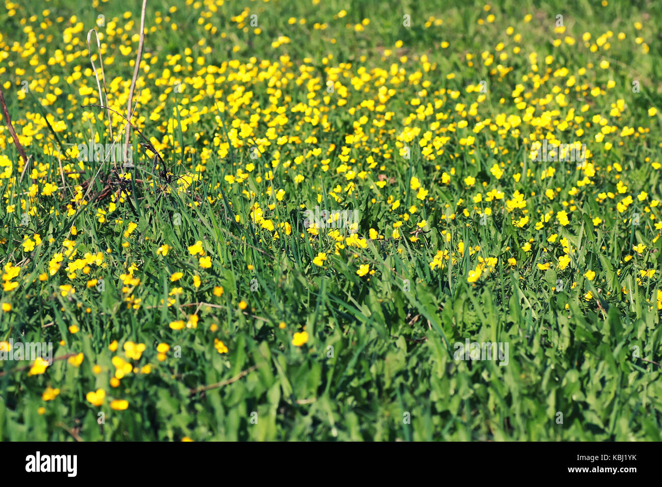 spring grass and flower in a field Stock Photo - Alamy