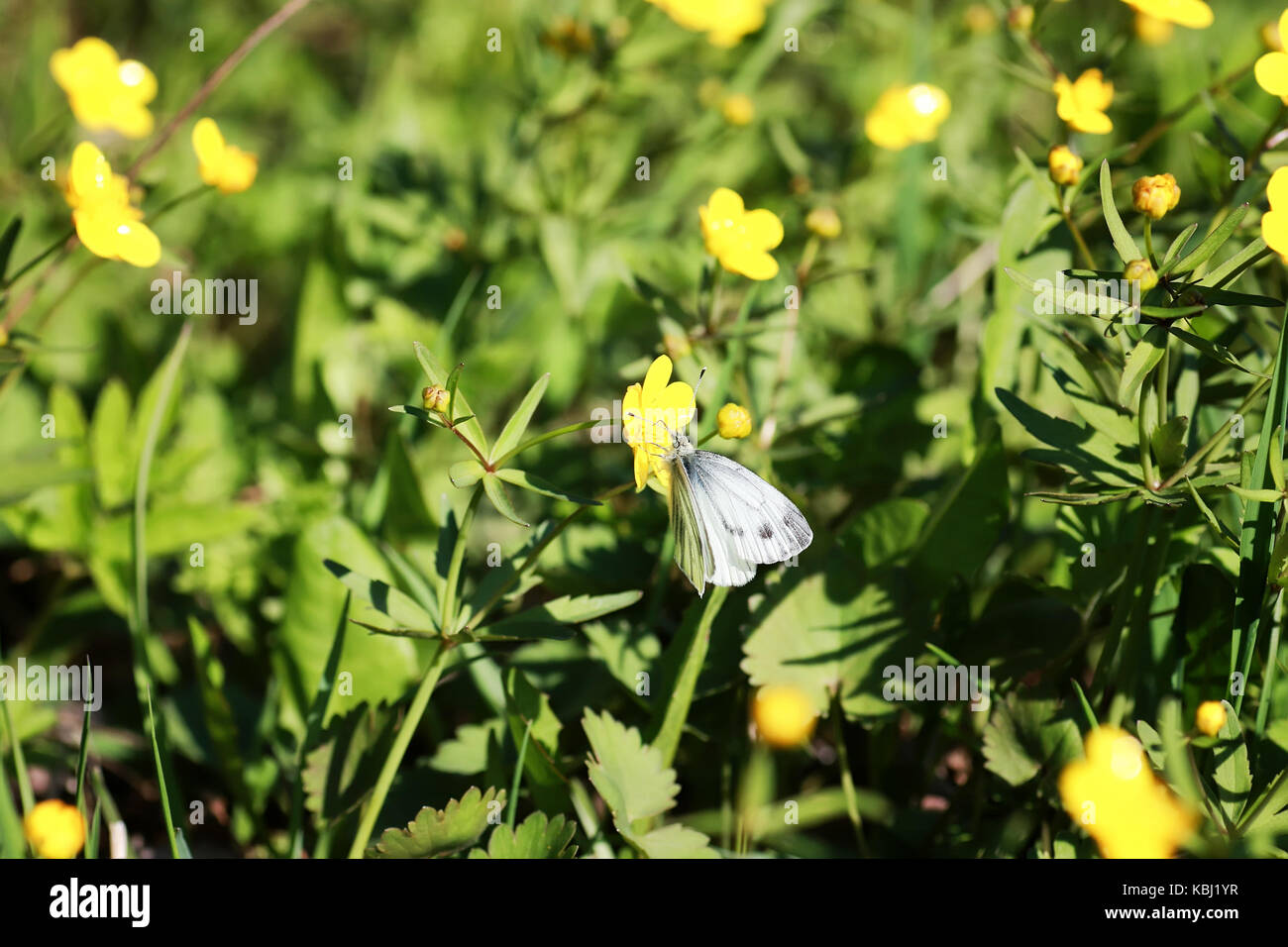 wild spring flower in a field Stock Photo - Alamy