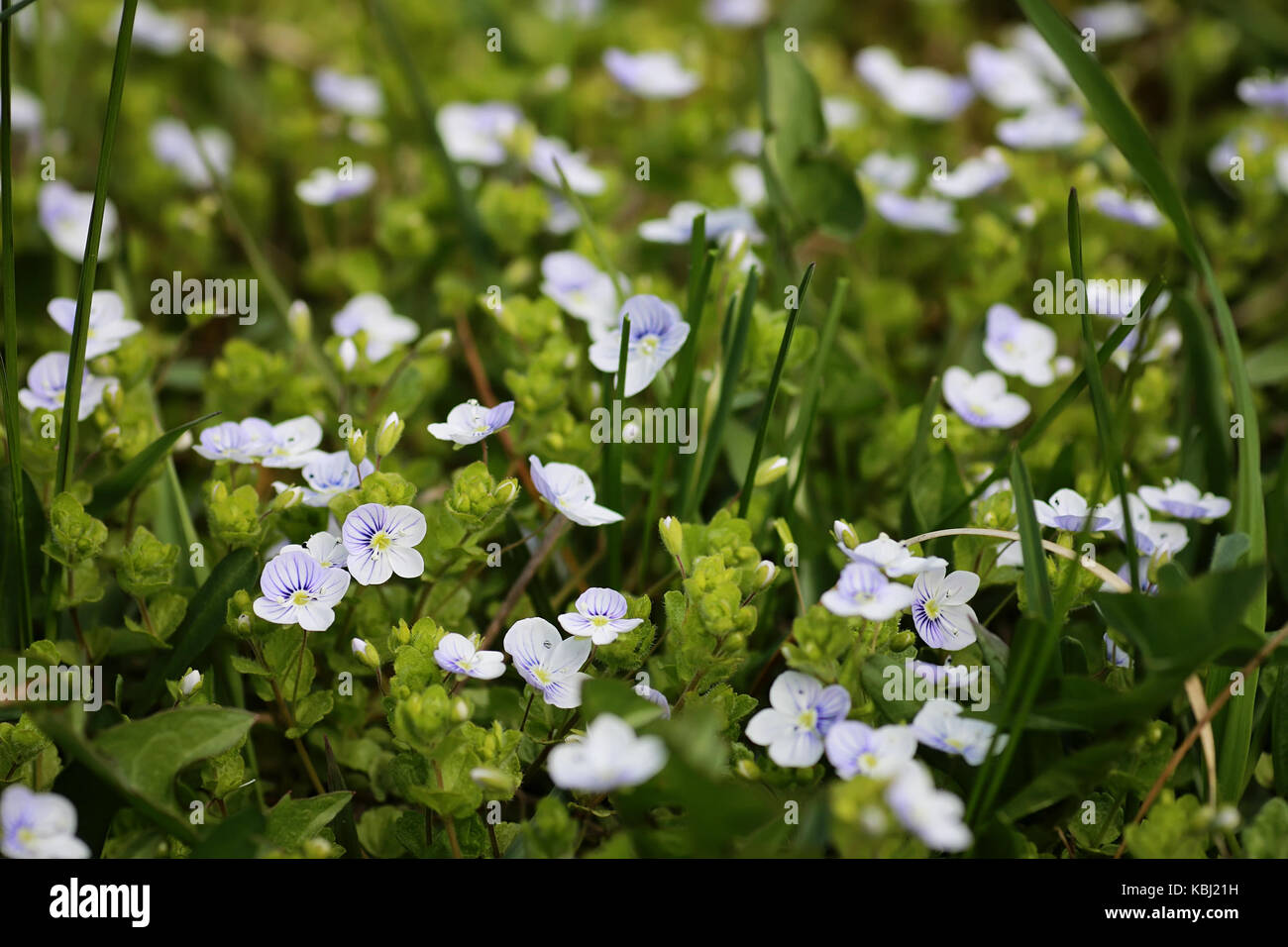 wild spring flower in a field Stock Photo - Alamy