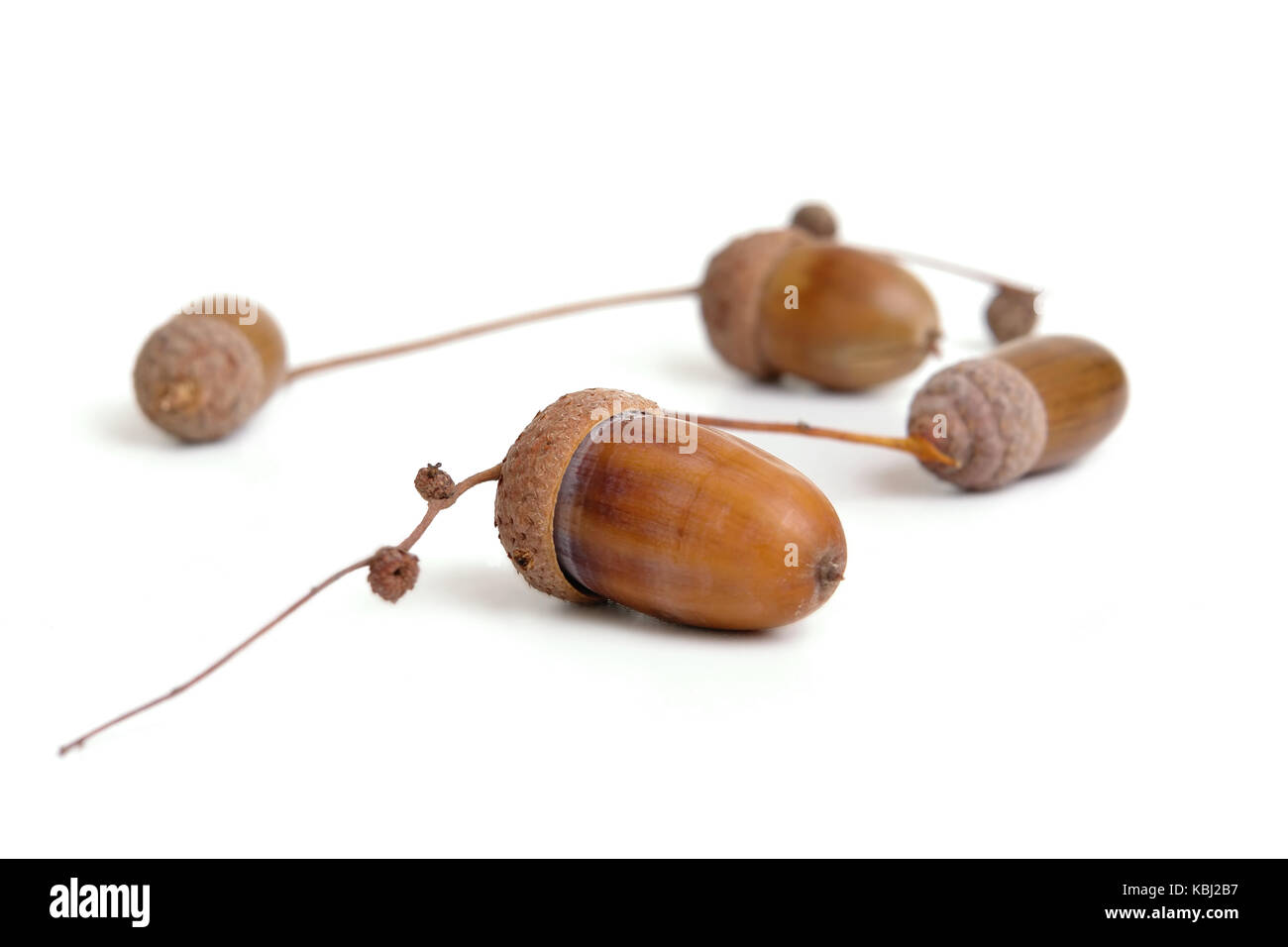Four acorns isolated on white background Stock Photo - Alamy