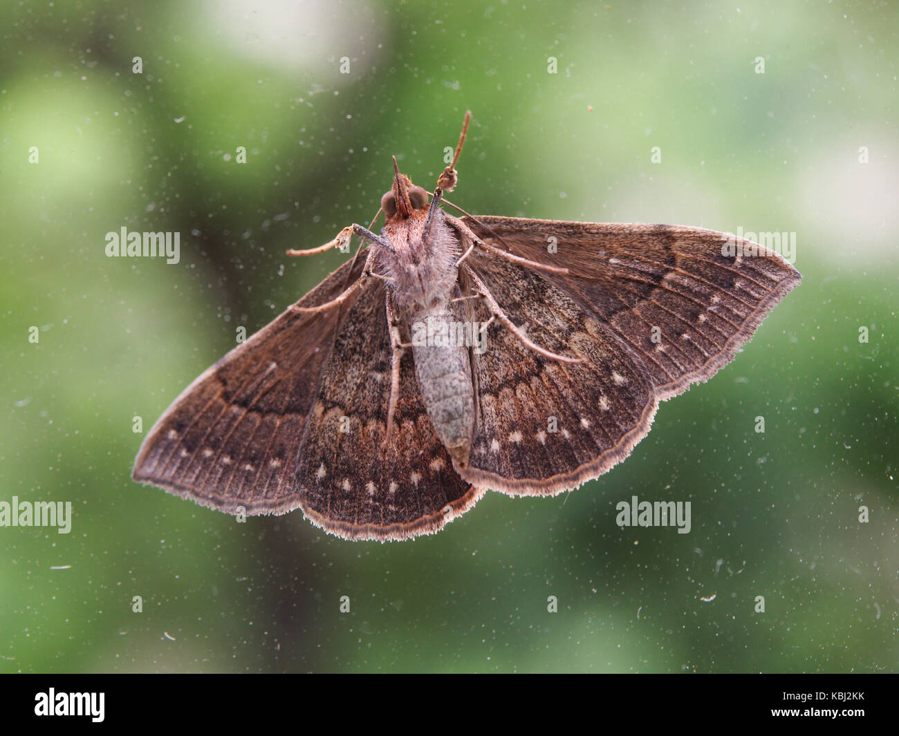 Moth on glass hi-res stock photography and images - Alamy