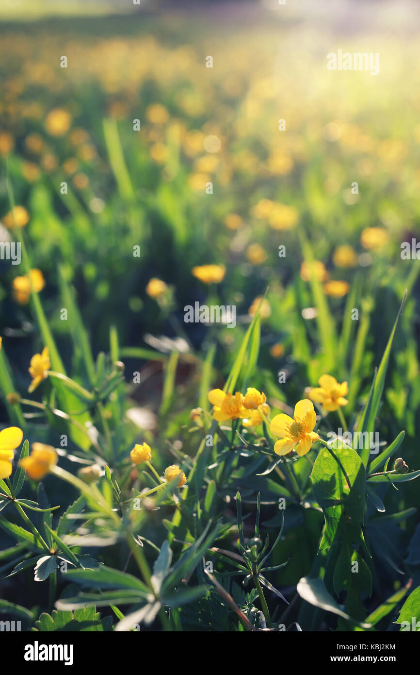 spring grass and flower in a field Stock Photo - Alamy
